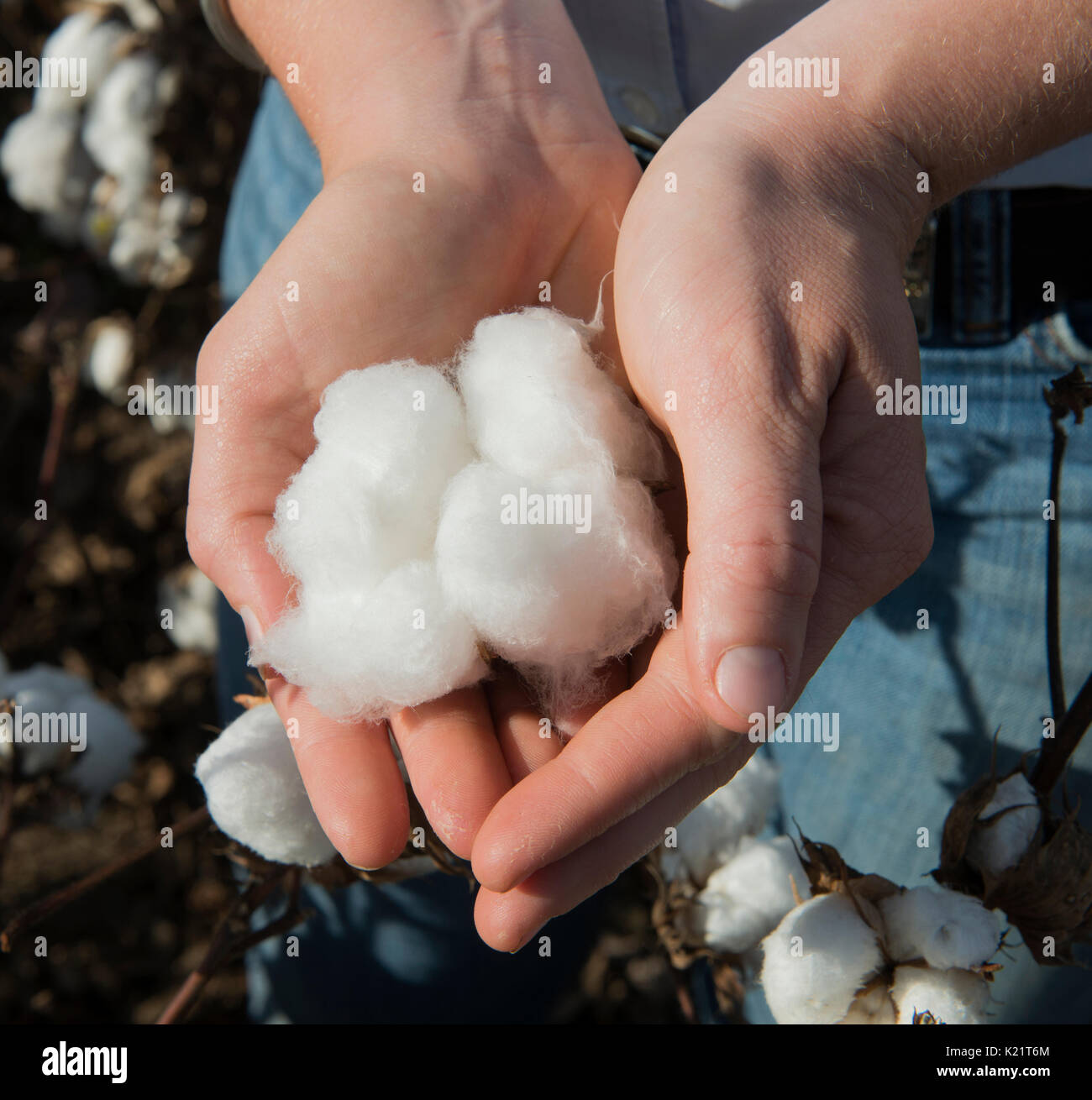 Cotton plantation hi-res stock photography and images - Alamy