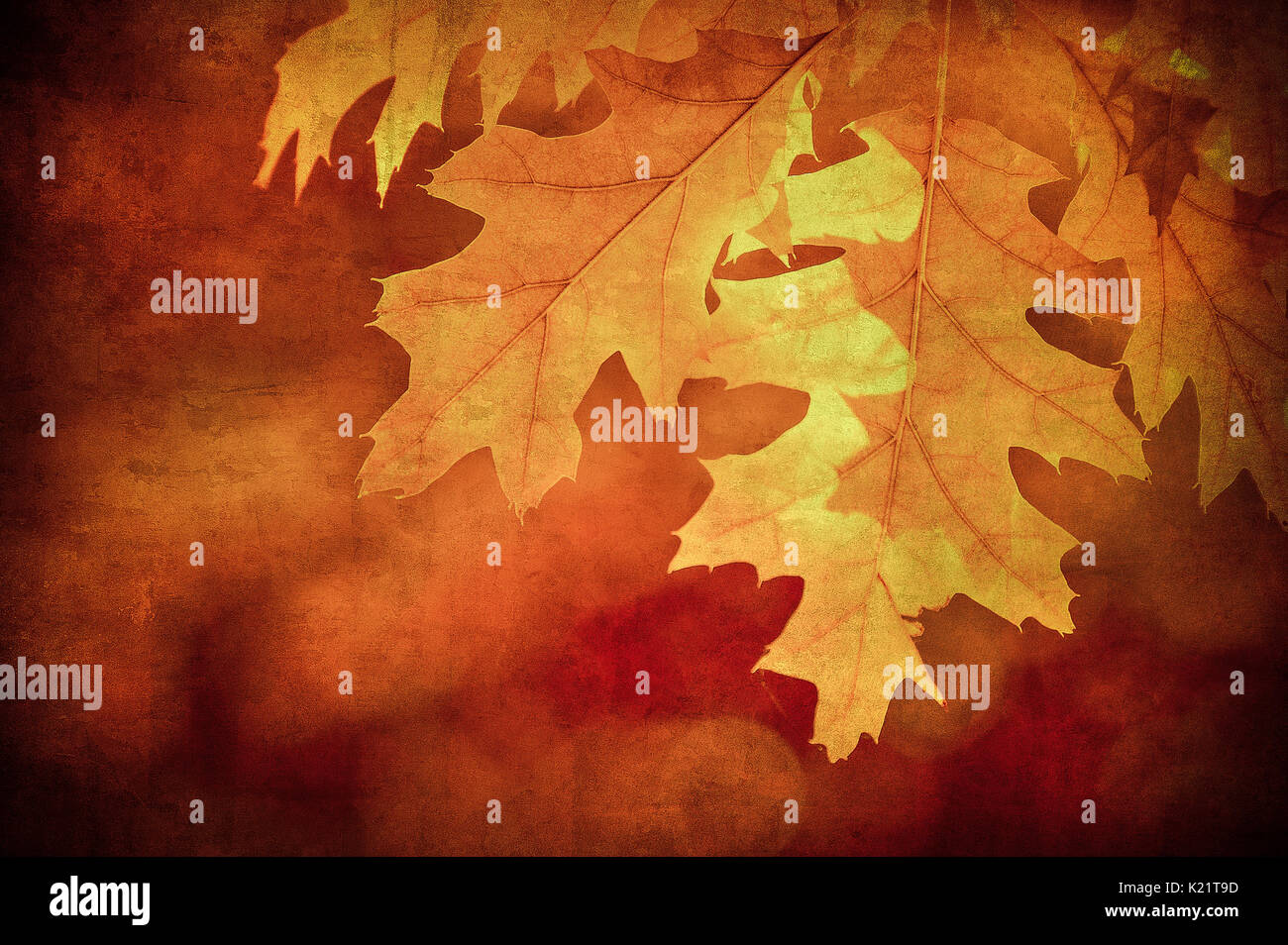 Grunge illustration autumn leaves hi-res stock photography and images ...