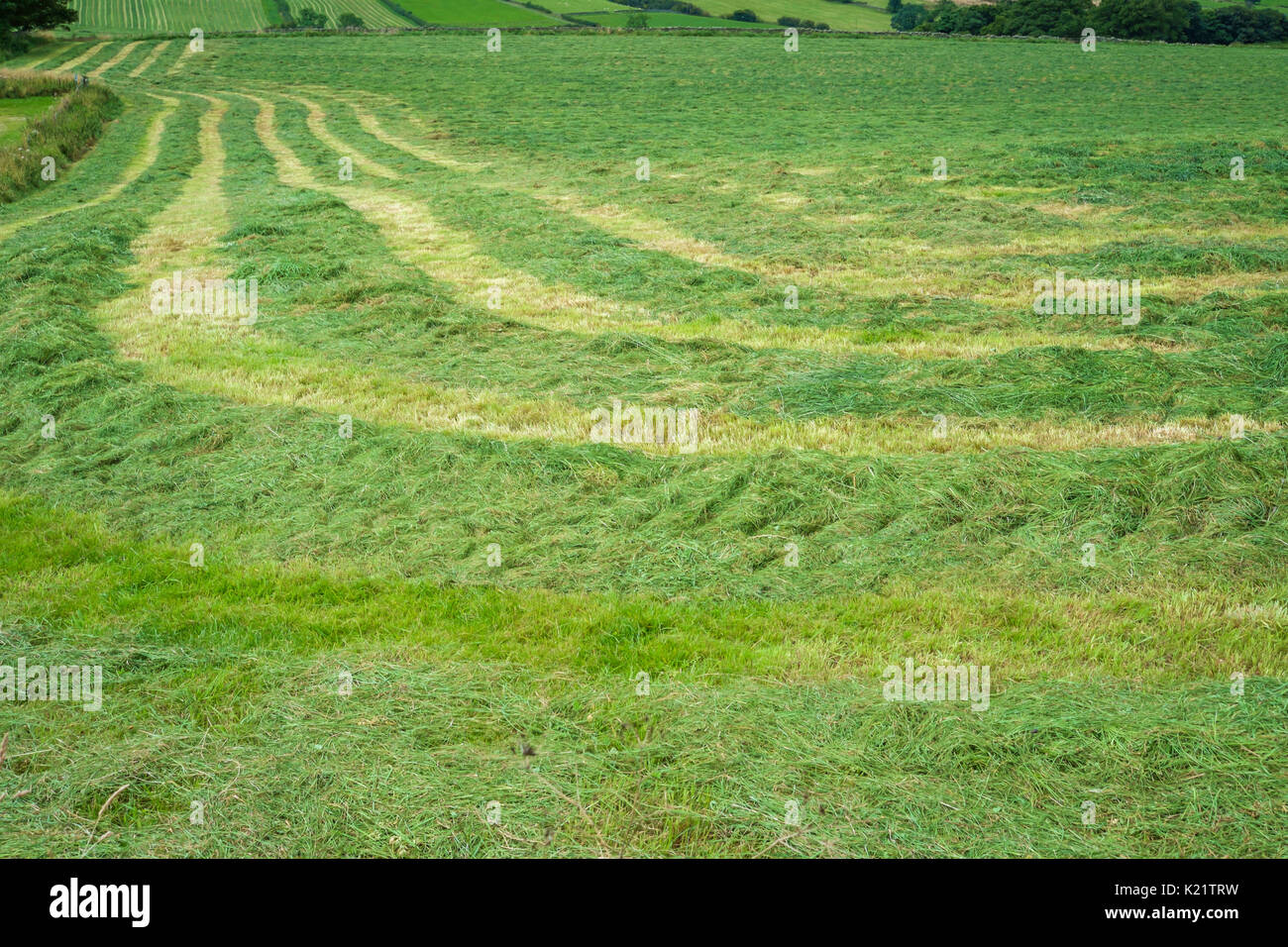 Seasonal farm work, hay cut for later drying and baling for winter feed ...