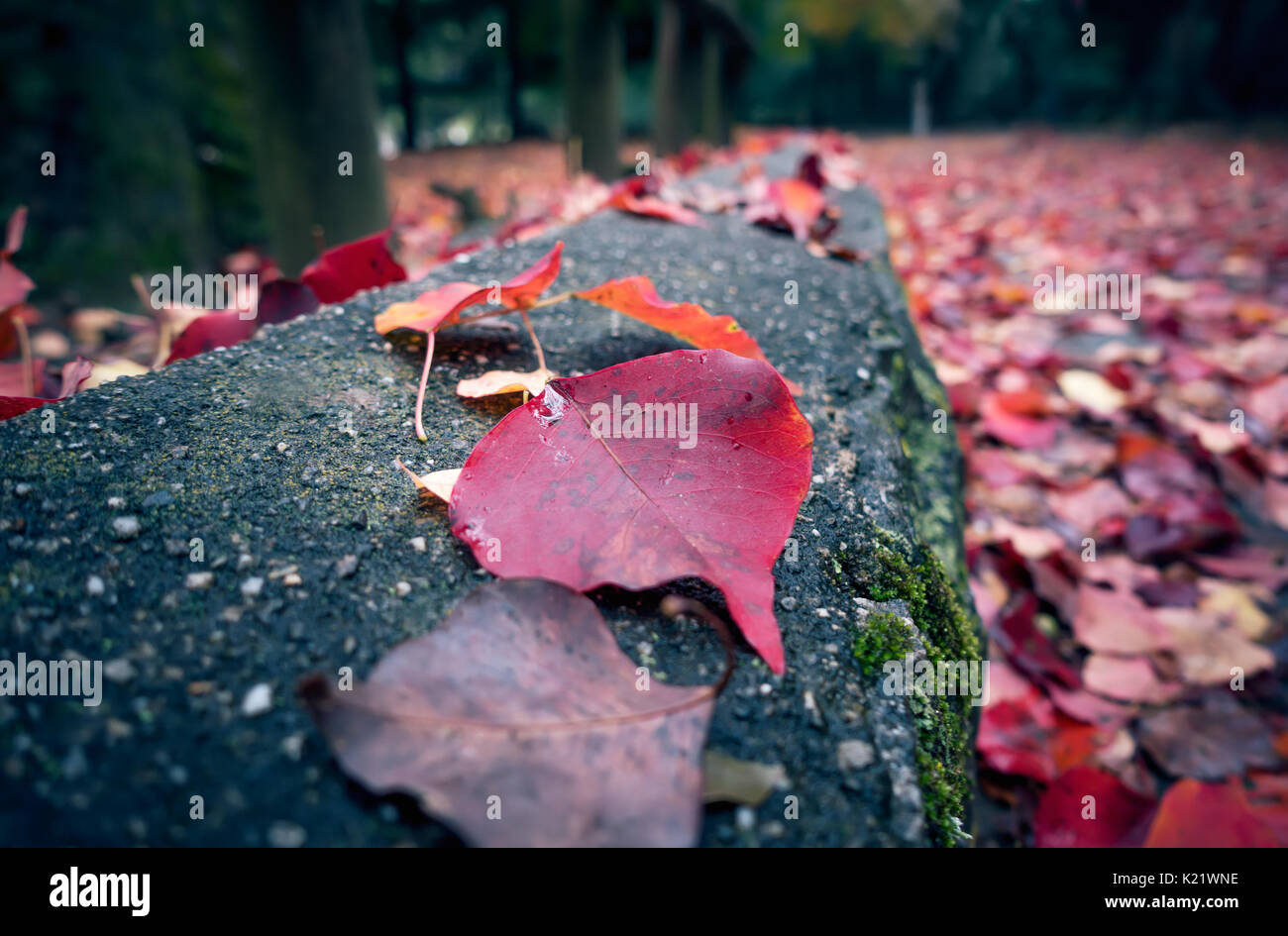Red birch leaves hi-res stock photography and images - Alamy