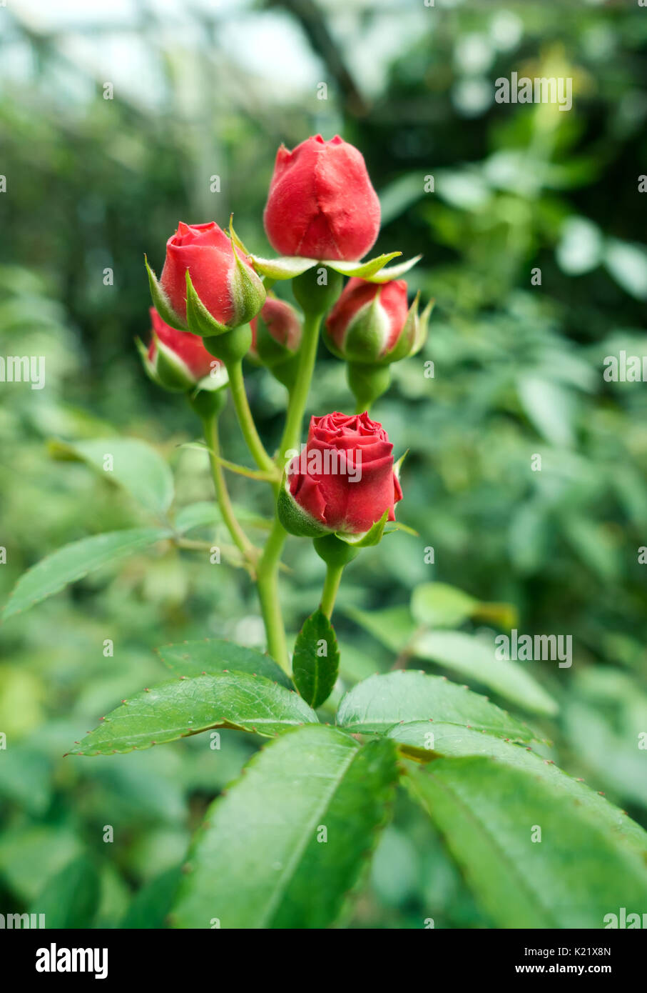 Red rose in green hi-res stock photography and images - Alamy