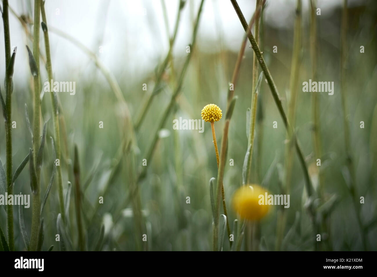 Common billy button hi-res stock photography and images - Alamy