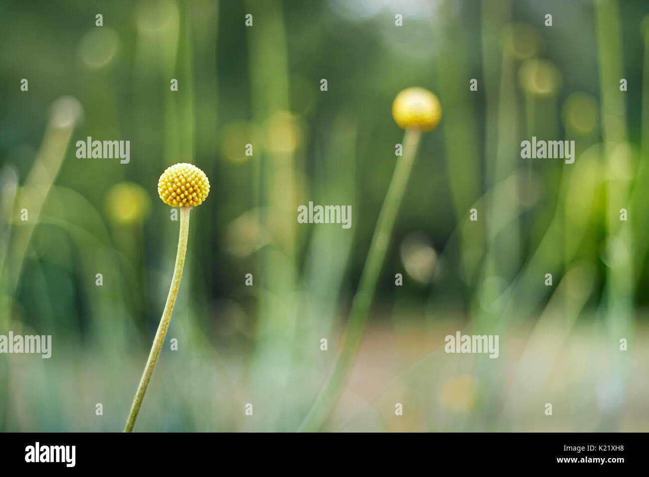 Common billy button hi-res stock photography and images - Alamy