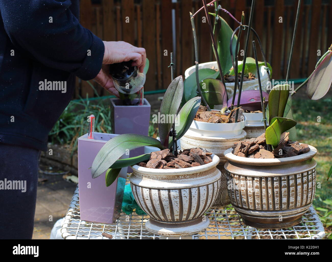 The hands of a gardener busy replanting, washing leaves and watering ...