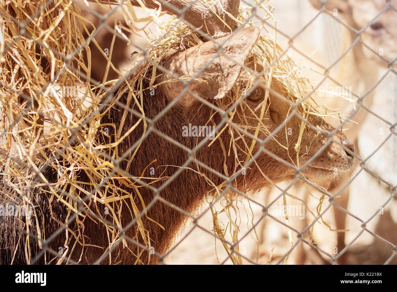 Deer and dried straw on the head in the zoo Stock Photo - Alamy