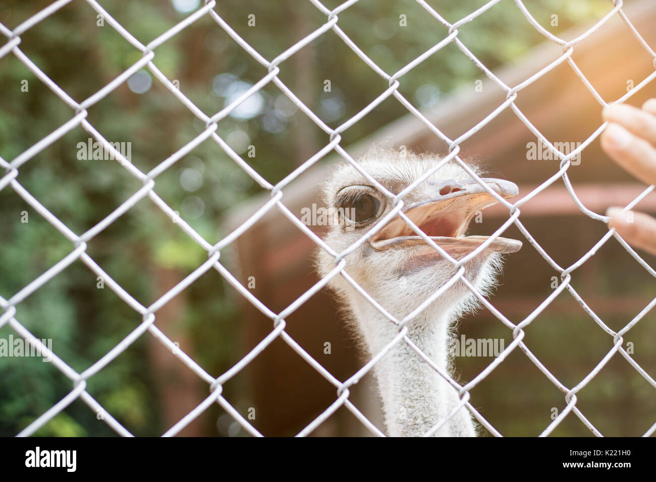 Ostrich and tourist hands in the zoo Stock Photo - Alamy