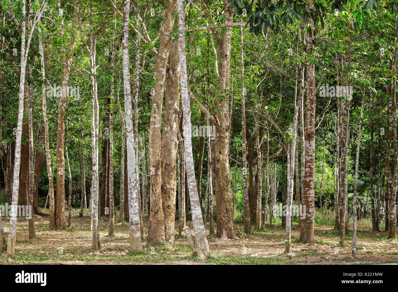 Trees growing in the jungle of Thailand Stock Photo - Alamy