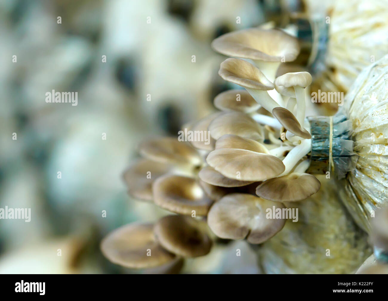Abalone mushrooms hi-res stock photography and images - Alamy