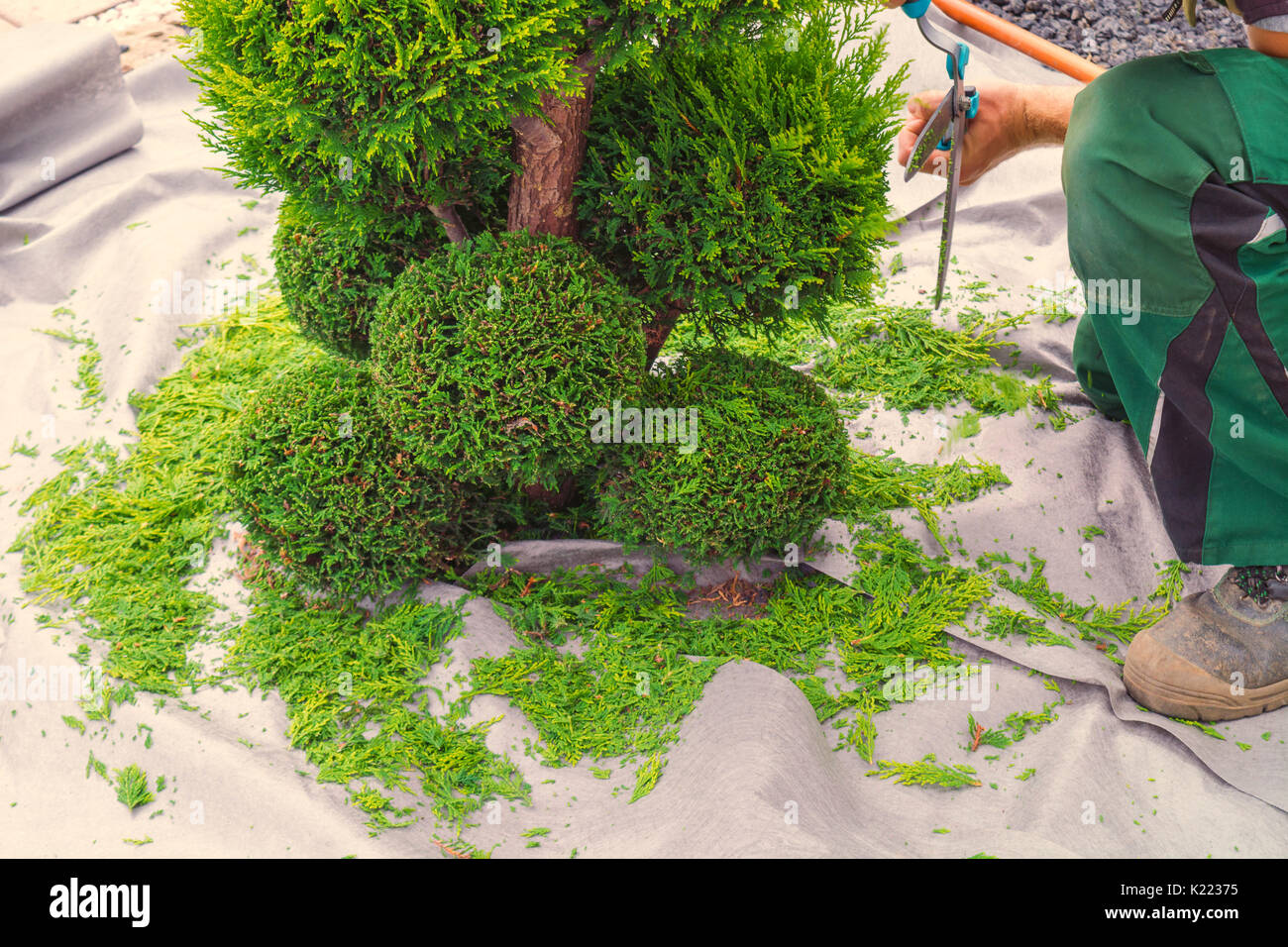 Liguster hedge hi-res stock photography and images - Alamy
