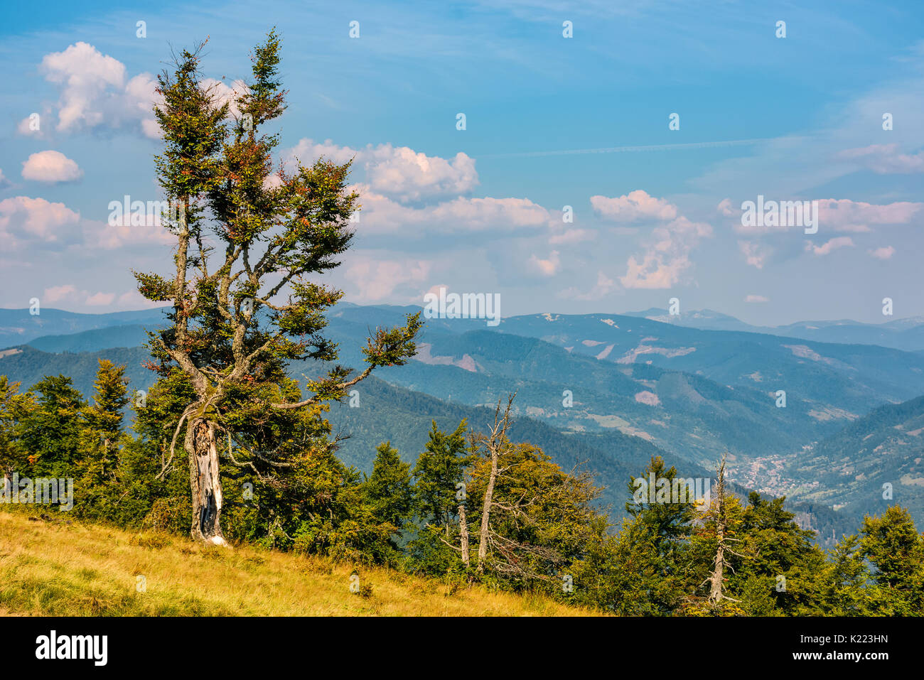 beautiful autumnal scenery with strange tree on a hillside above the ...
