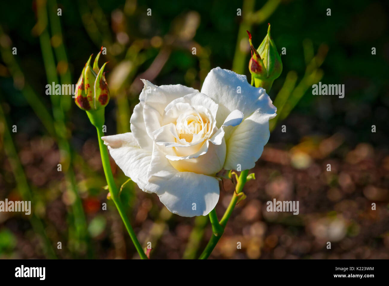 A fully open white rose with a rosebud on either side growing in a ...