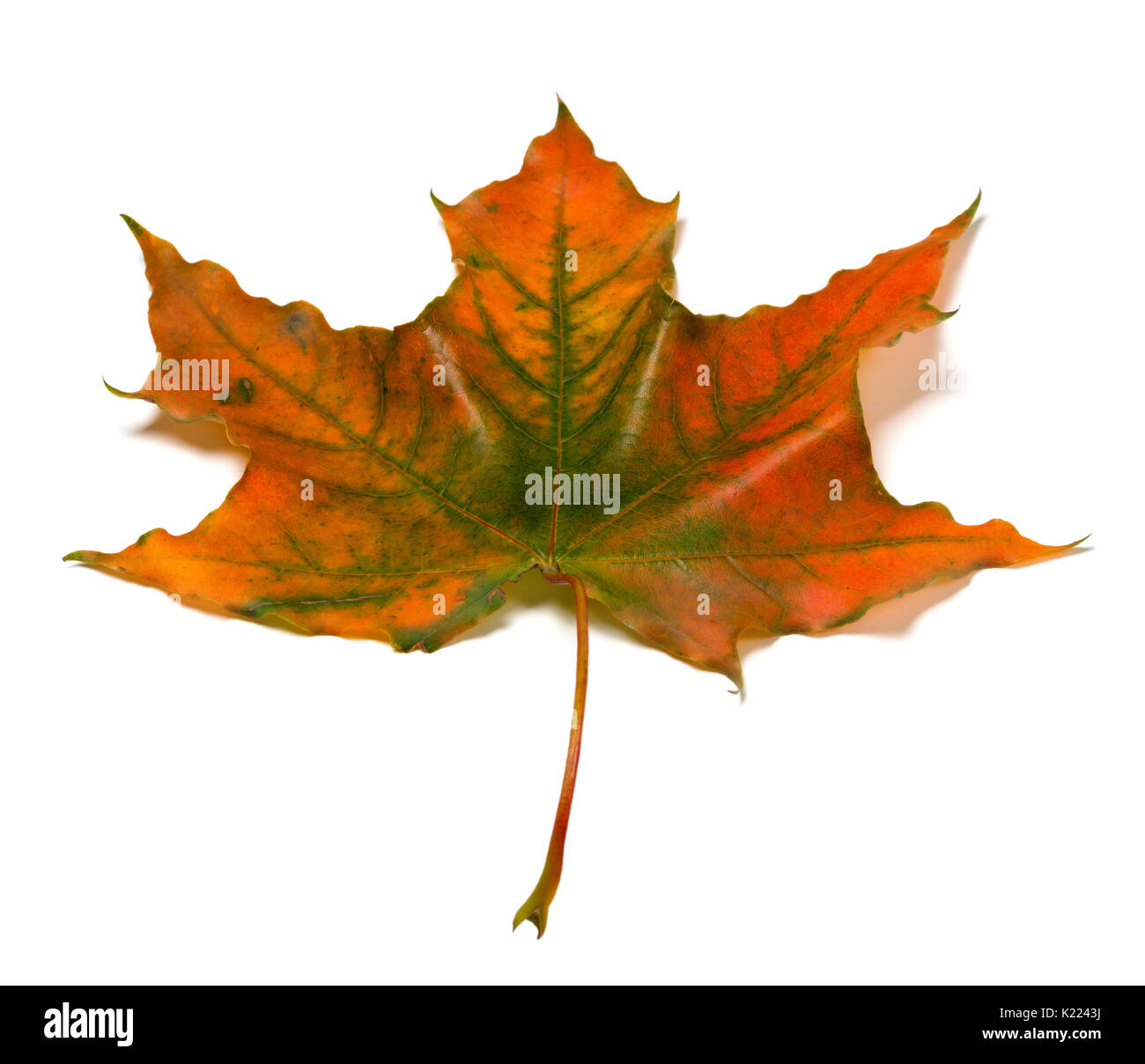 Autumn multicolor maple-leaf. Isolated on white background Stock Photo ...