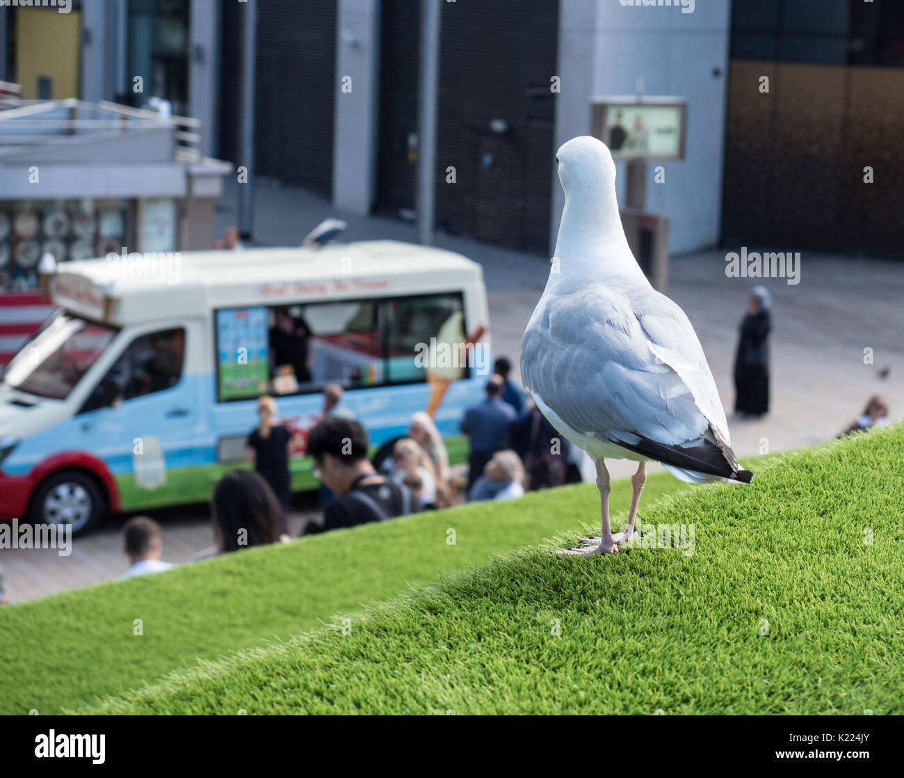 Herring Gull watching Ice Cream Van. Liverpool, England, UK Stock Photo ...