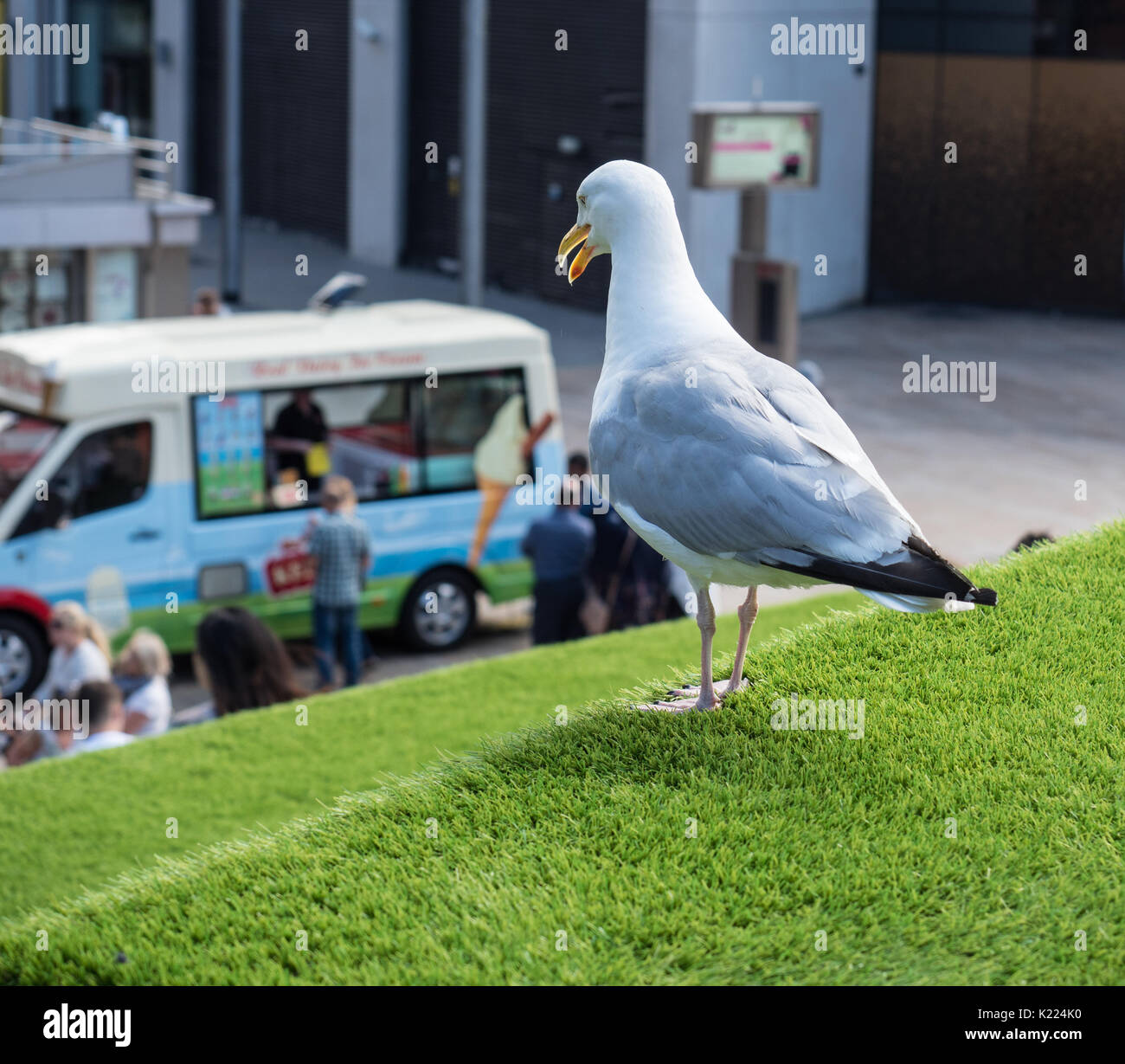 Seagull ice cream hi-res stock photography and images - Alamy