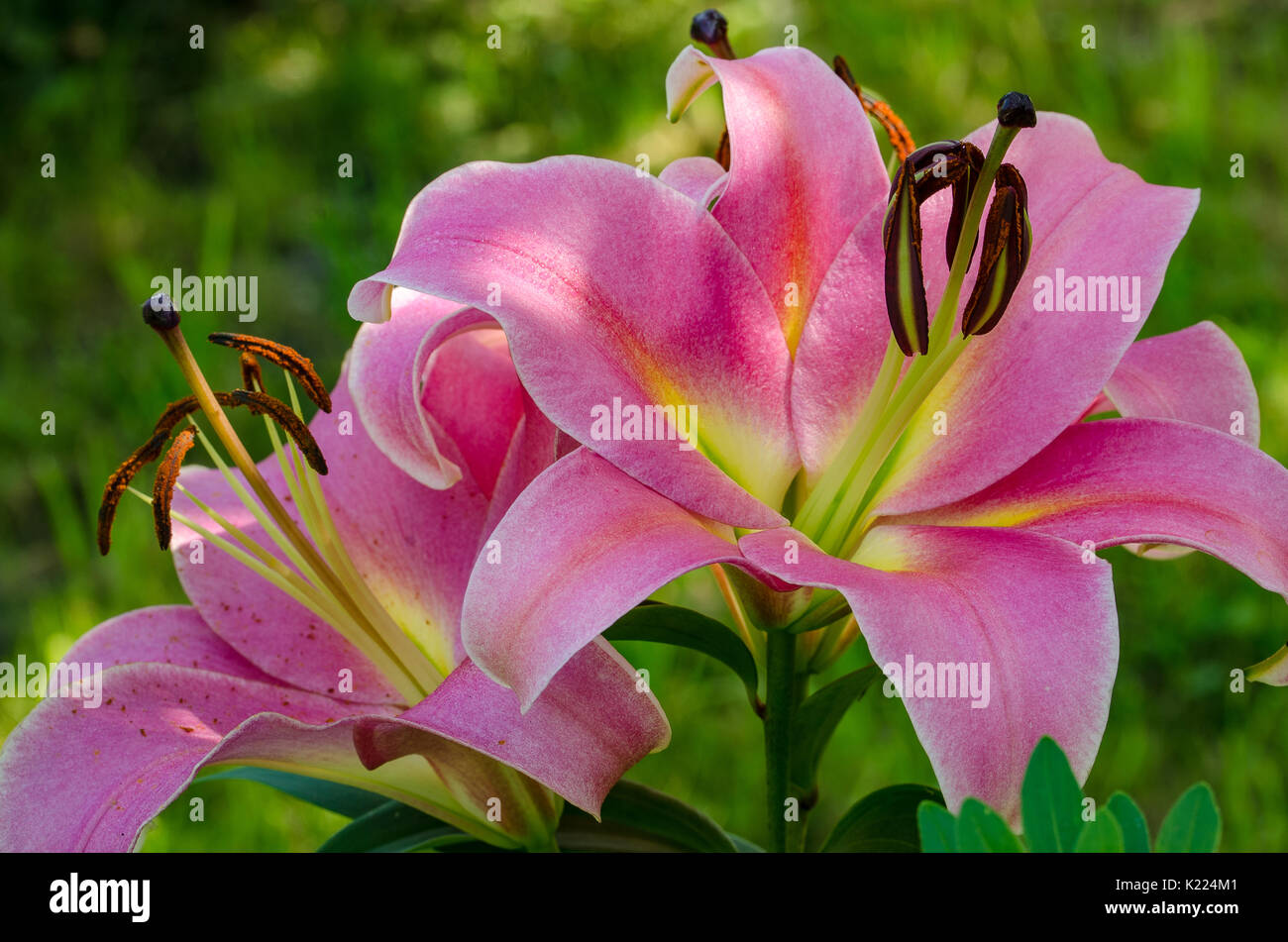 Lily flower closeup Stock Photo - Alamy