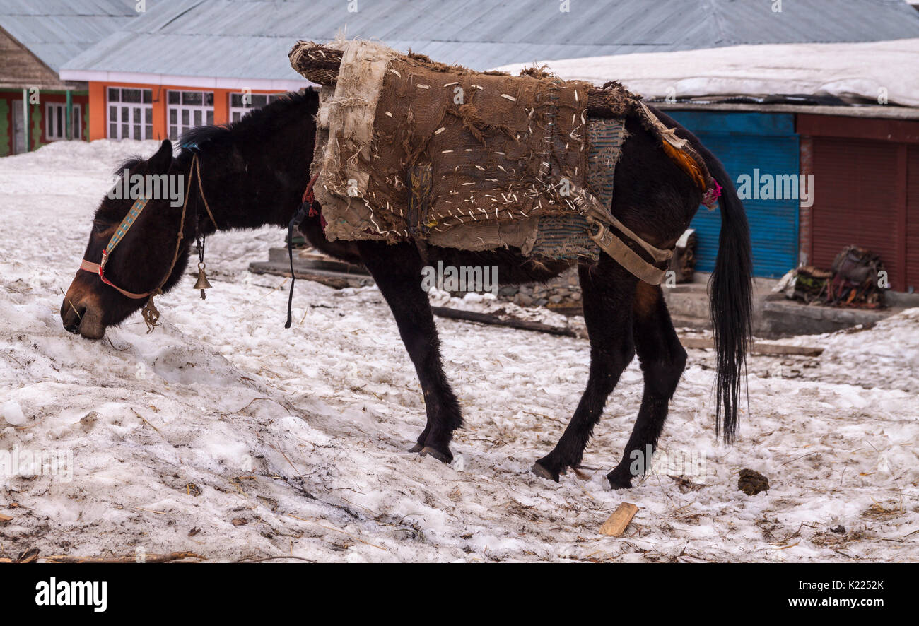 Pack mule eating snow at Sonamarg Stock Photo - Alamy