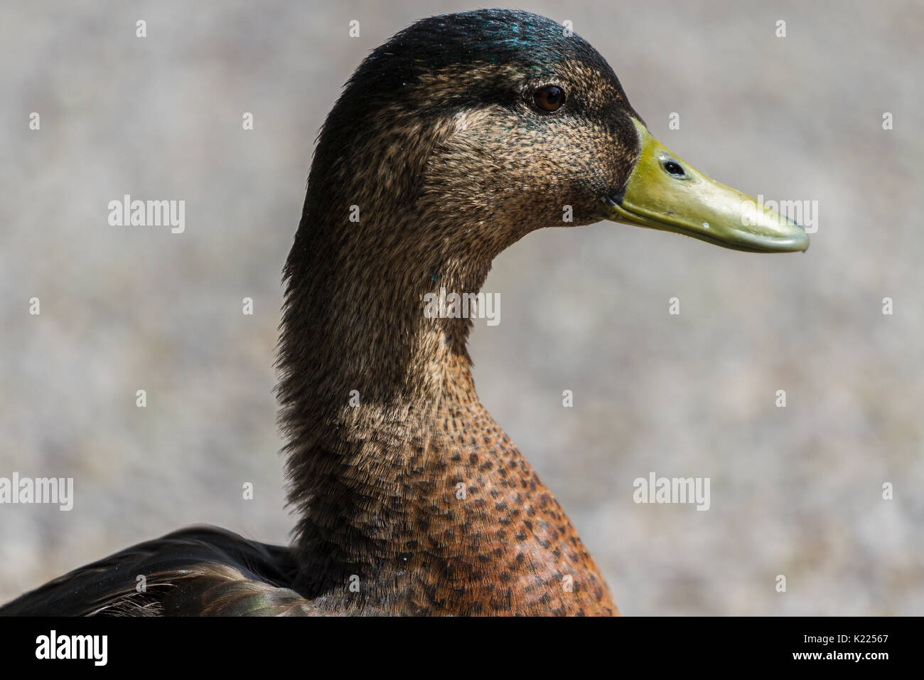 Mallard neck hi-res stock photography and images - Alamy