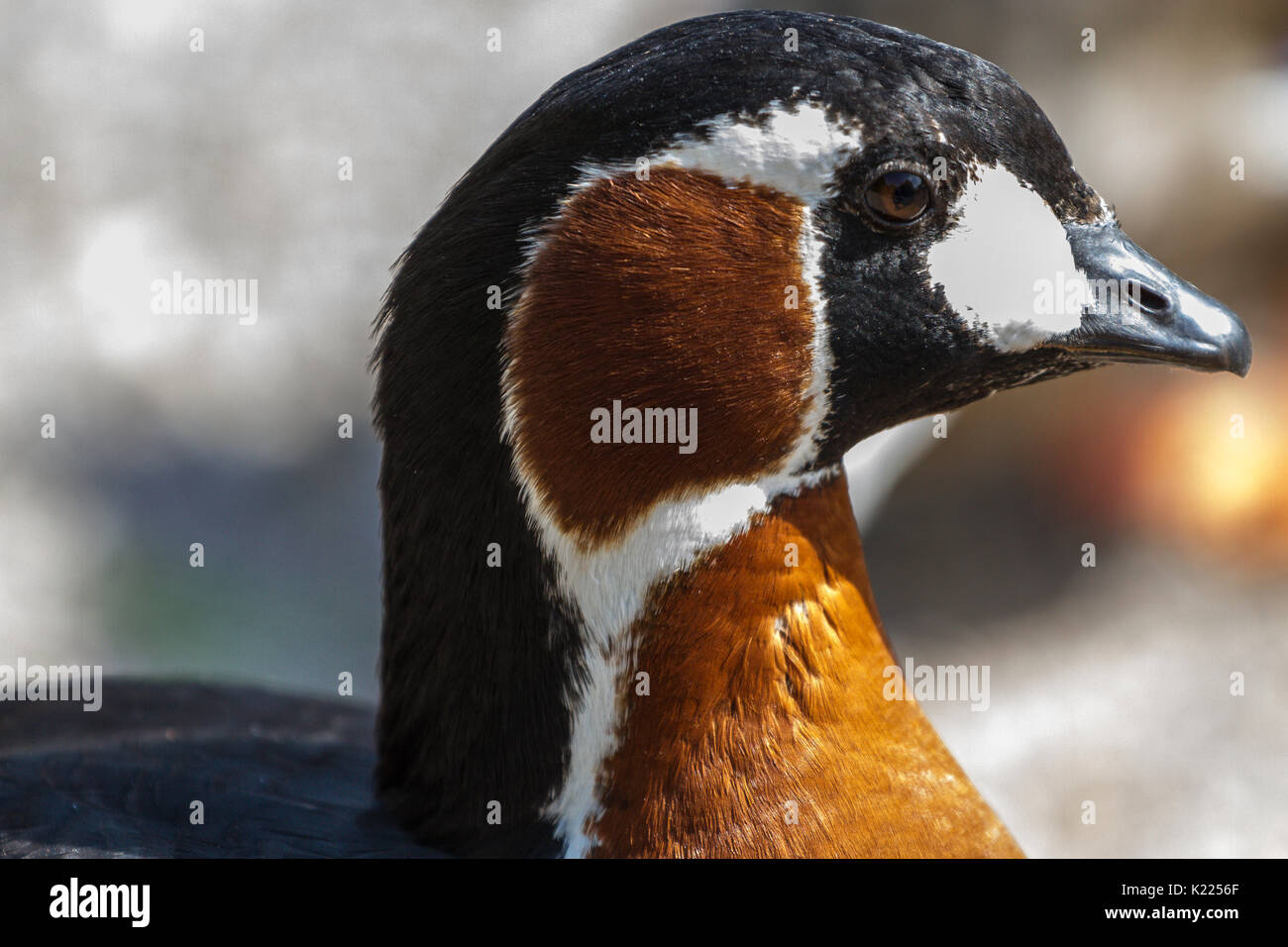 Red neck goose hi-res stock photography and images - Alamy