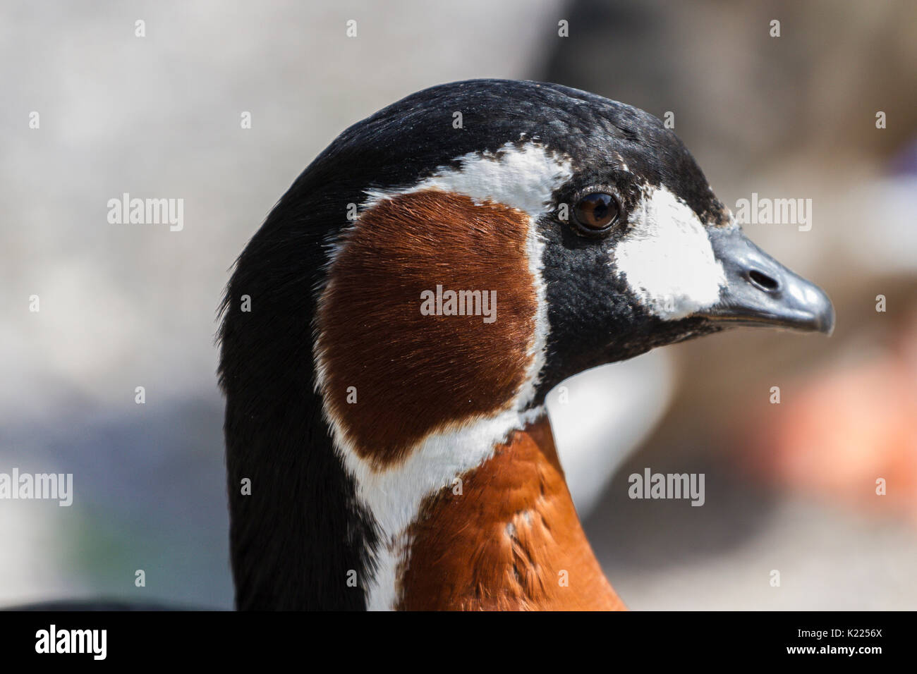 Red neck goose hi-res stock photography and images - Alamy