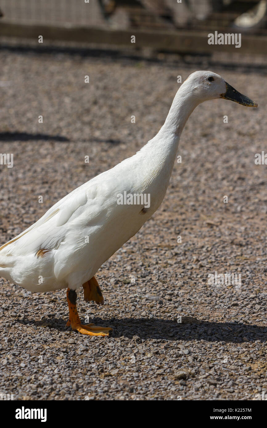 Indian runner duck standing hi-res stock photography and images - Alamy