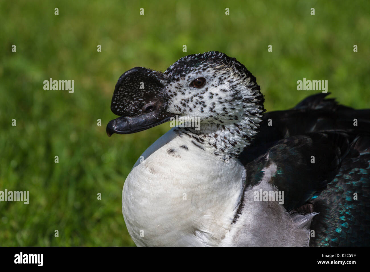Comb Duck at Slimbridge Stock Photo - Alamy