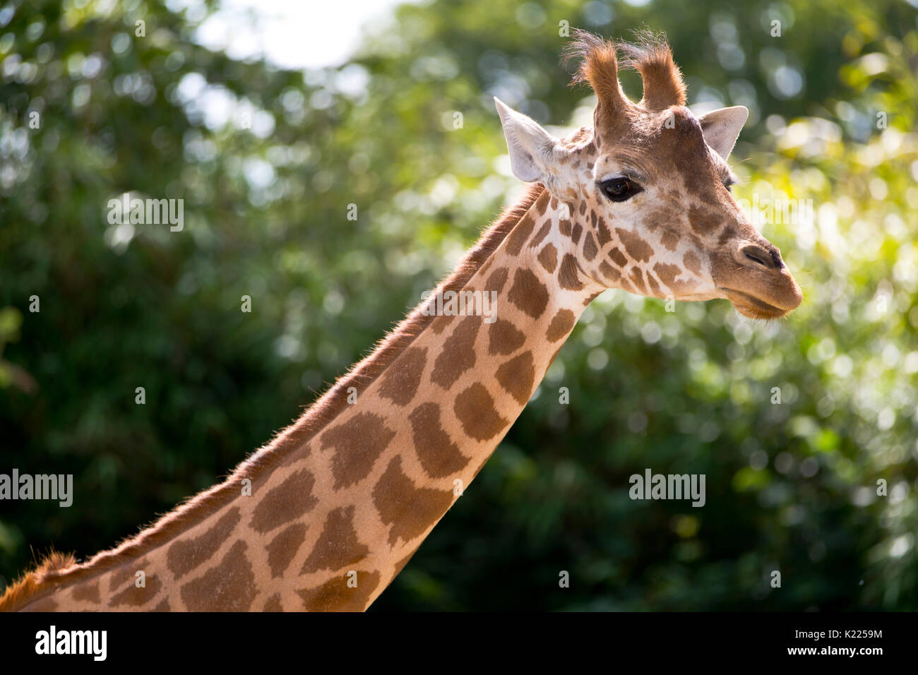 Portrait of a giraffe (Giraffa Stock Photo - Alamy
