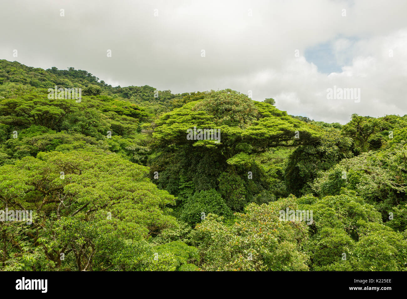 Lush rainforest canopy Monteverde Costa Rica Stock Photo - Alamy