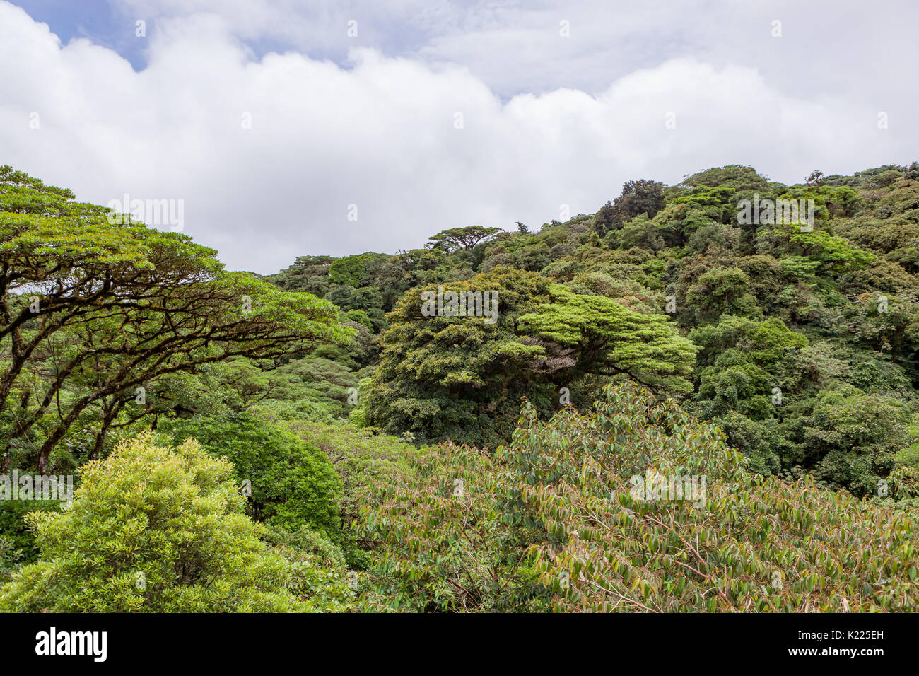 Lush rainforest canopy Monteverde Costa Rica Stock Photo - Alamy