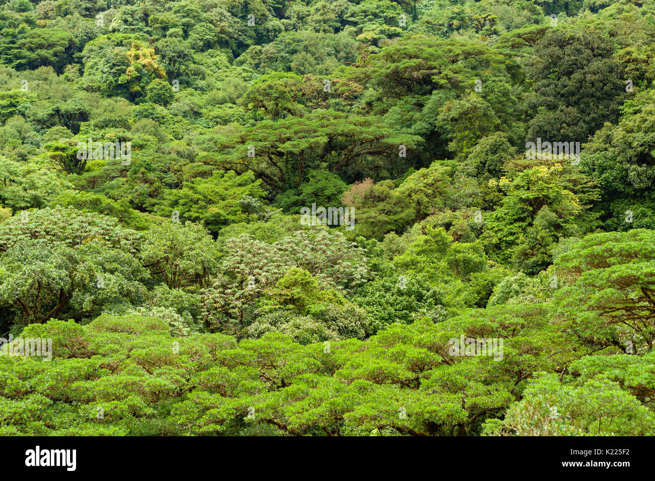 Lush rainforest canopy Monteverde Costa Rica Stock Photo - Alamy