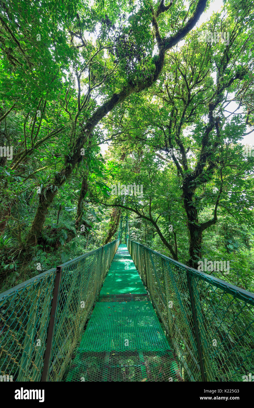 Suspension bridge in rainforest Stock Photo - Alamy