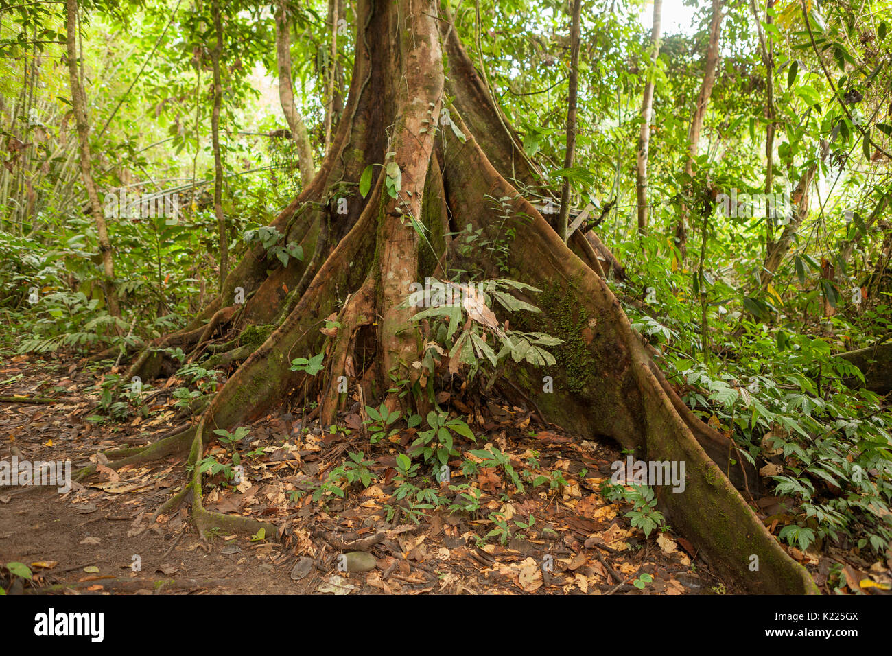 Buttress tree roots in rainforest Stock Photo - Alamy