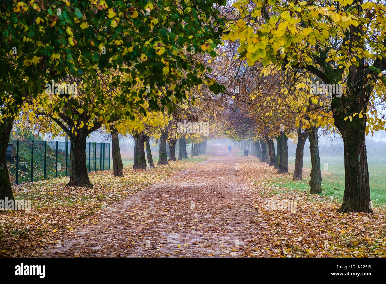Path of remembrance hi-res stock photography and images - Alamy
