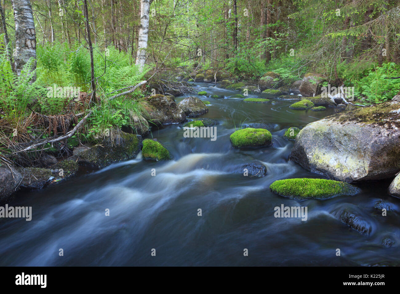 Small stream in forest Stock Photo - Alamy