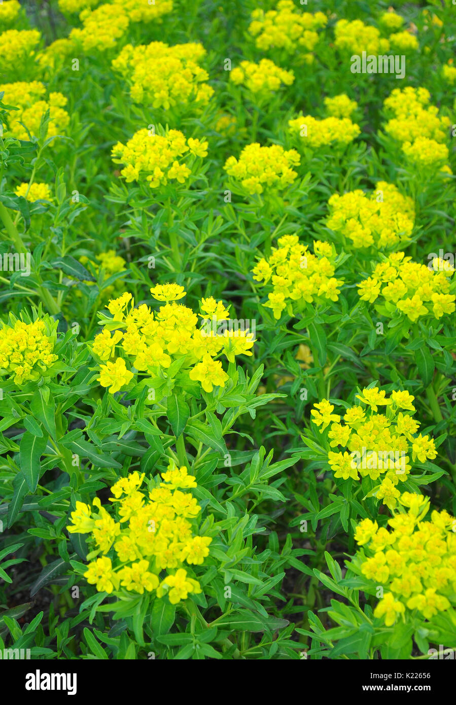 Marsh spurge (Euphorbia palustris Stock Photo - Alamy