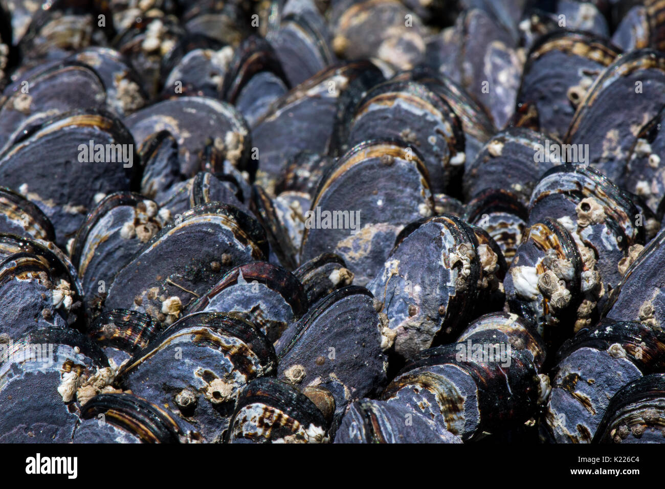 Angle View of Mussel Shells with barnacles Stock Photo - Alamy