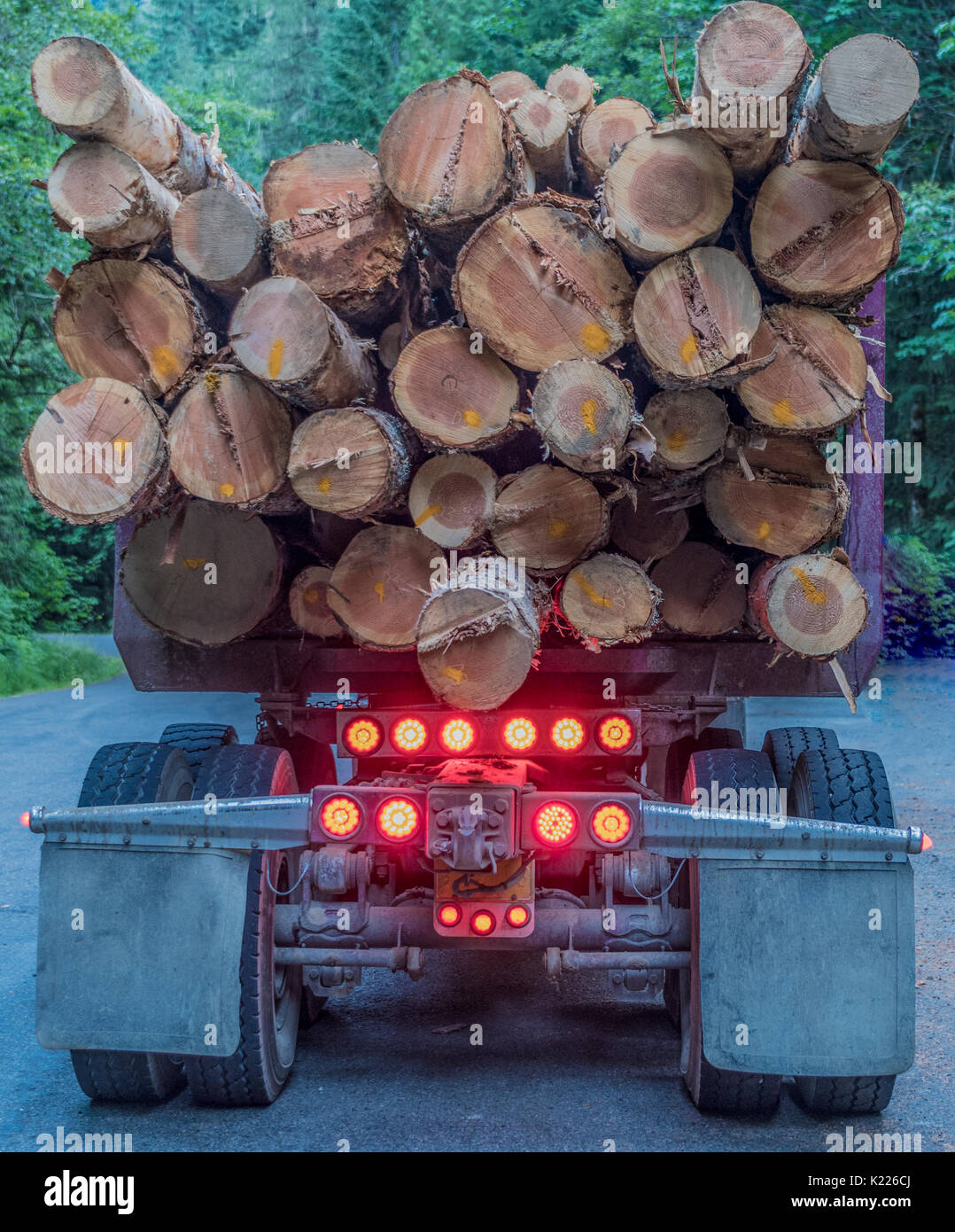 Back of Logging Truck Heading Out from the Forest Stock Photo - Alamy
