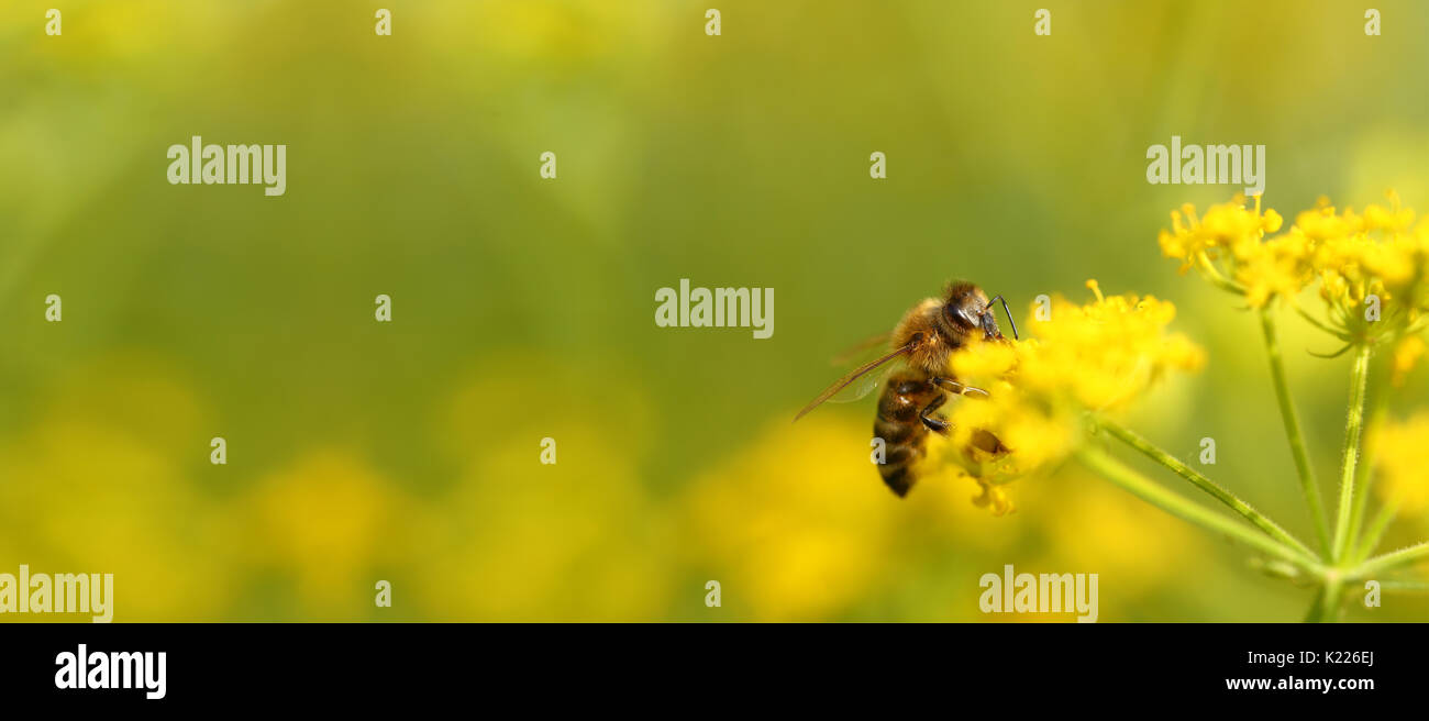 Honeybee harvesting pollen from hi-res stock photography and images - Alamy