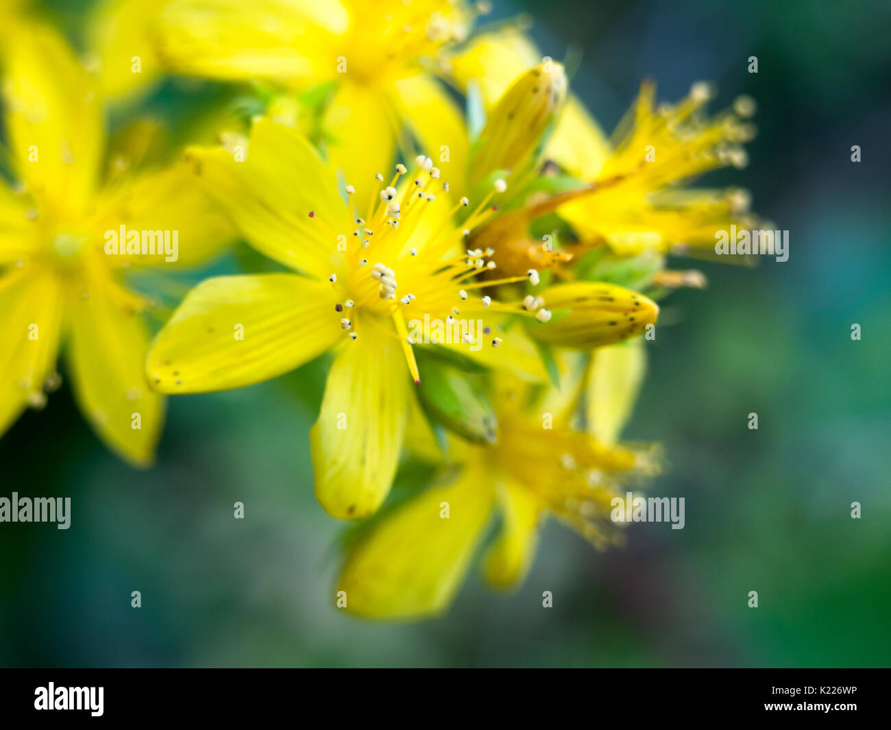 beautiful close up yellow flower wild petals; England; UK Stock Photo ...
