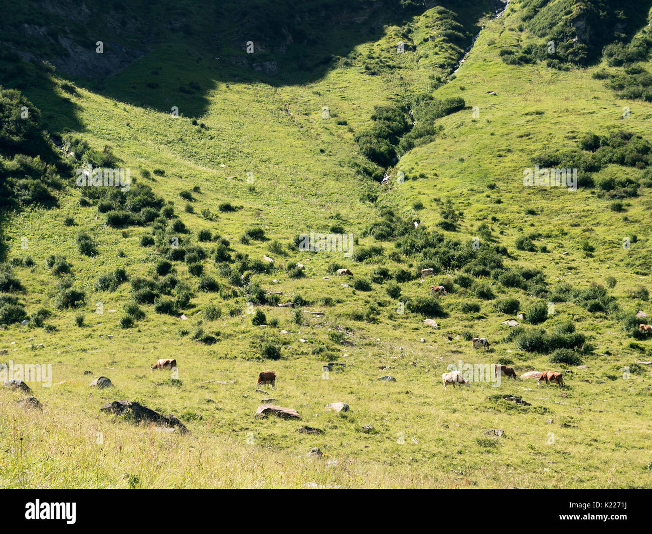 Several cows grazing on mountain pasture. Alpine traditional farming ...