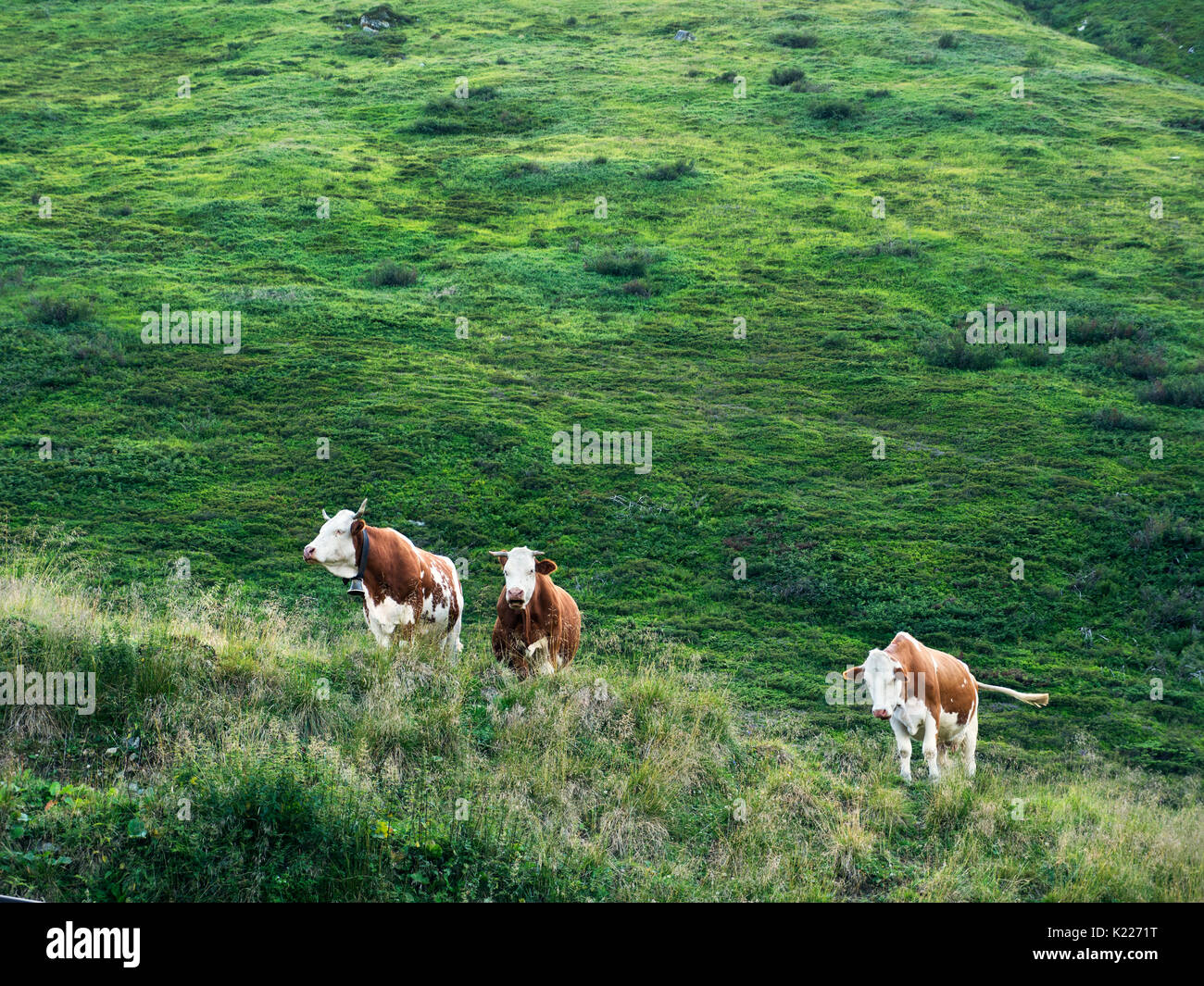Several cows grazing on mountain pasture. Alpine traditional farming ...