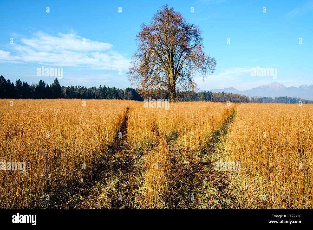 Oilseed Rape (Brassica napus), plants ready for harvesting Stock Photo ...