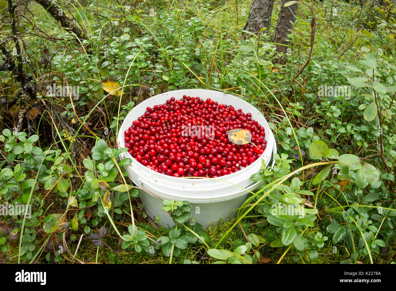 Bucket with cranberries in the forest top view flatlay Stock Photo - Alamy
