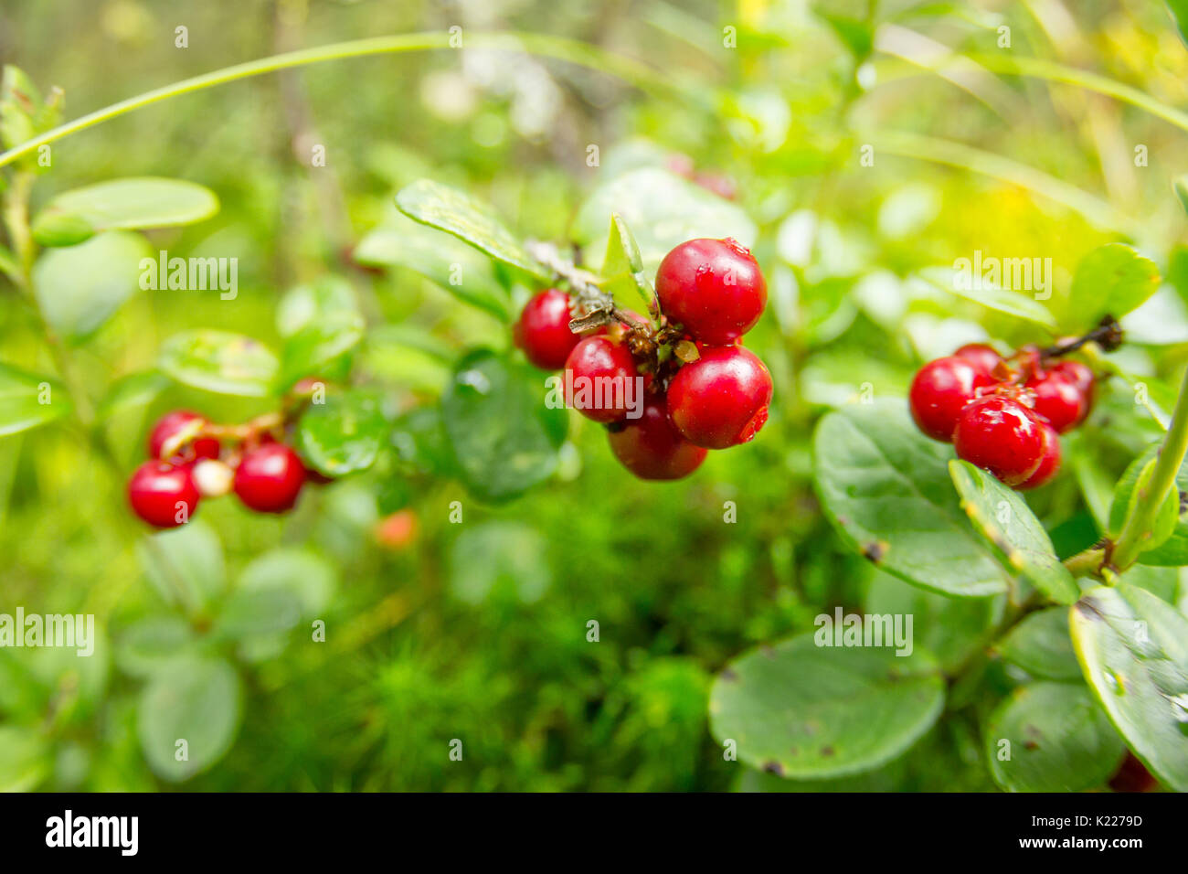 Ripe red cowberry grows in pine forest Stock Photo - Alamy