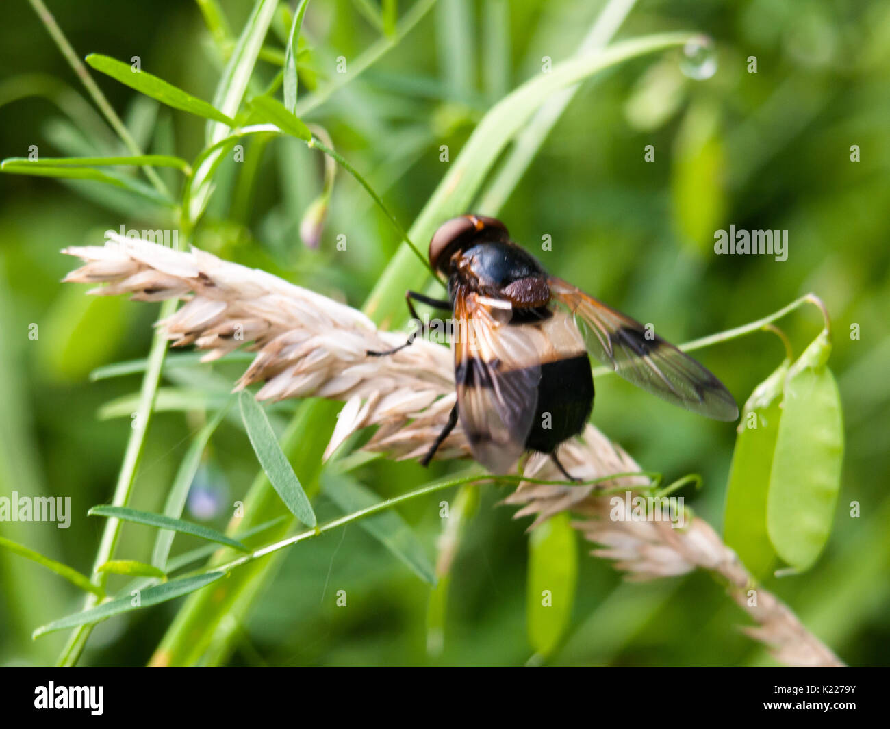 Bee pollinating on corn plant hi-res stock photography and images - Alamy