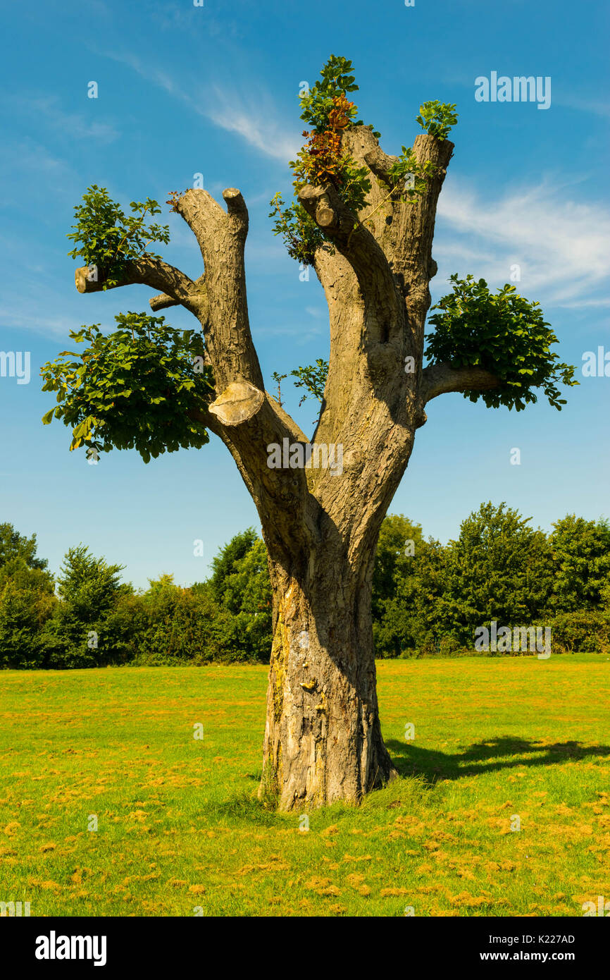 Air plant log hi-res stock photography and images - Alamy