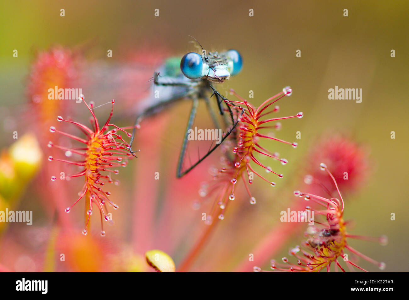 Emerald damselfly, Lestes sponsa. Caught in Oblong-leaved Sundew ...