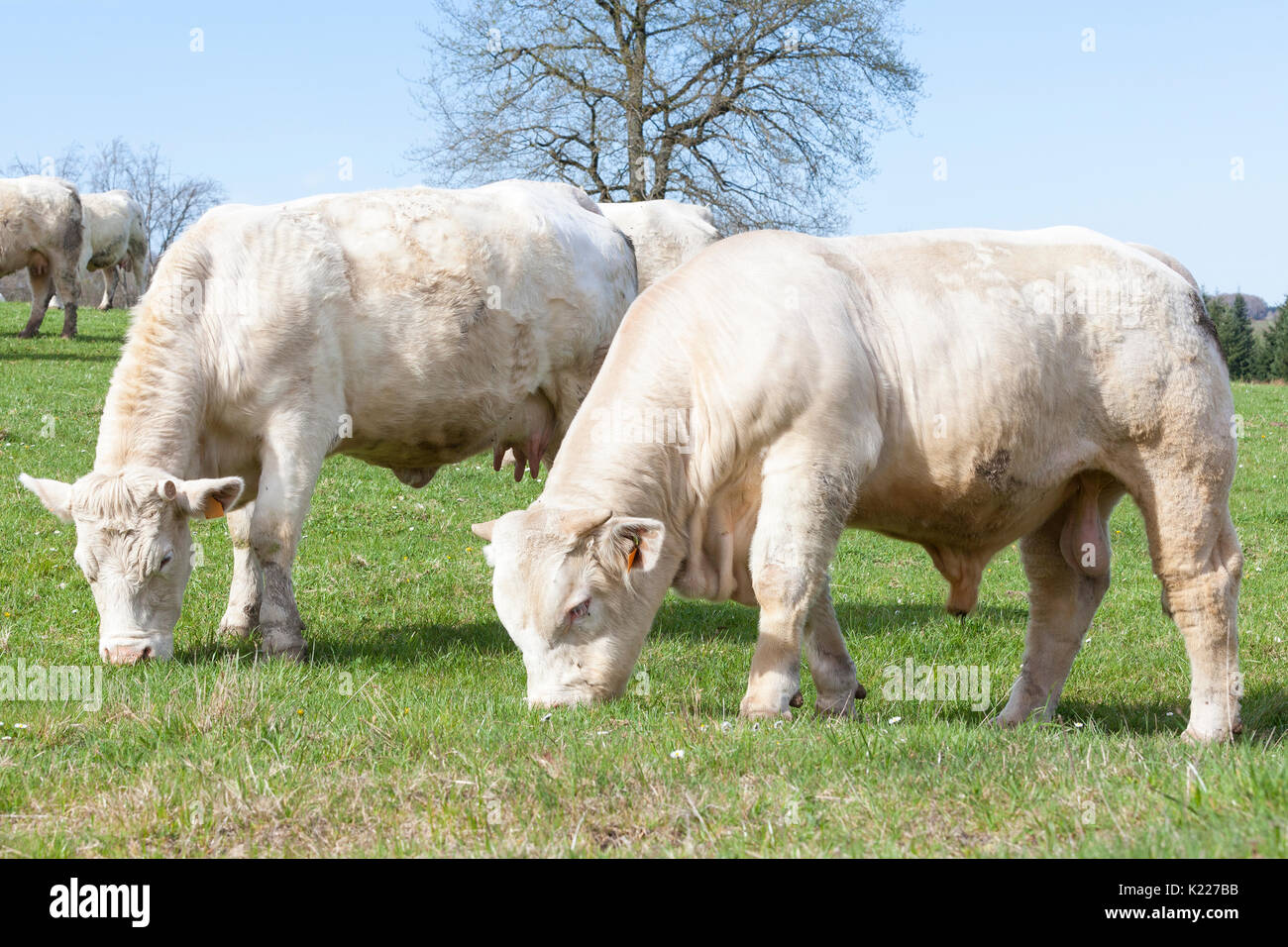 Young white Charolais beef bull grazing with a herd of cows in spring ...