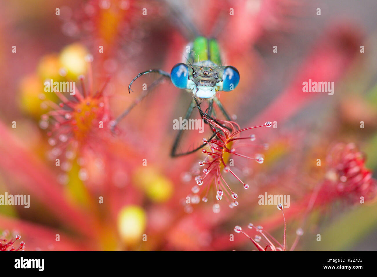Emerald damselfly, Lestes sponsa. Caught in Oblong-leaved Sundew ...