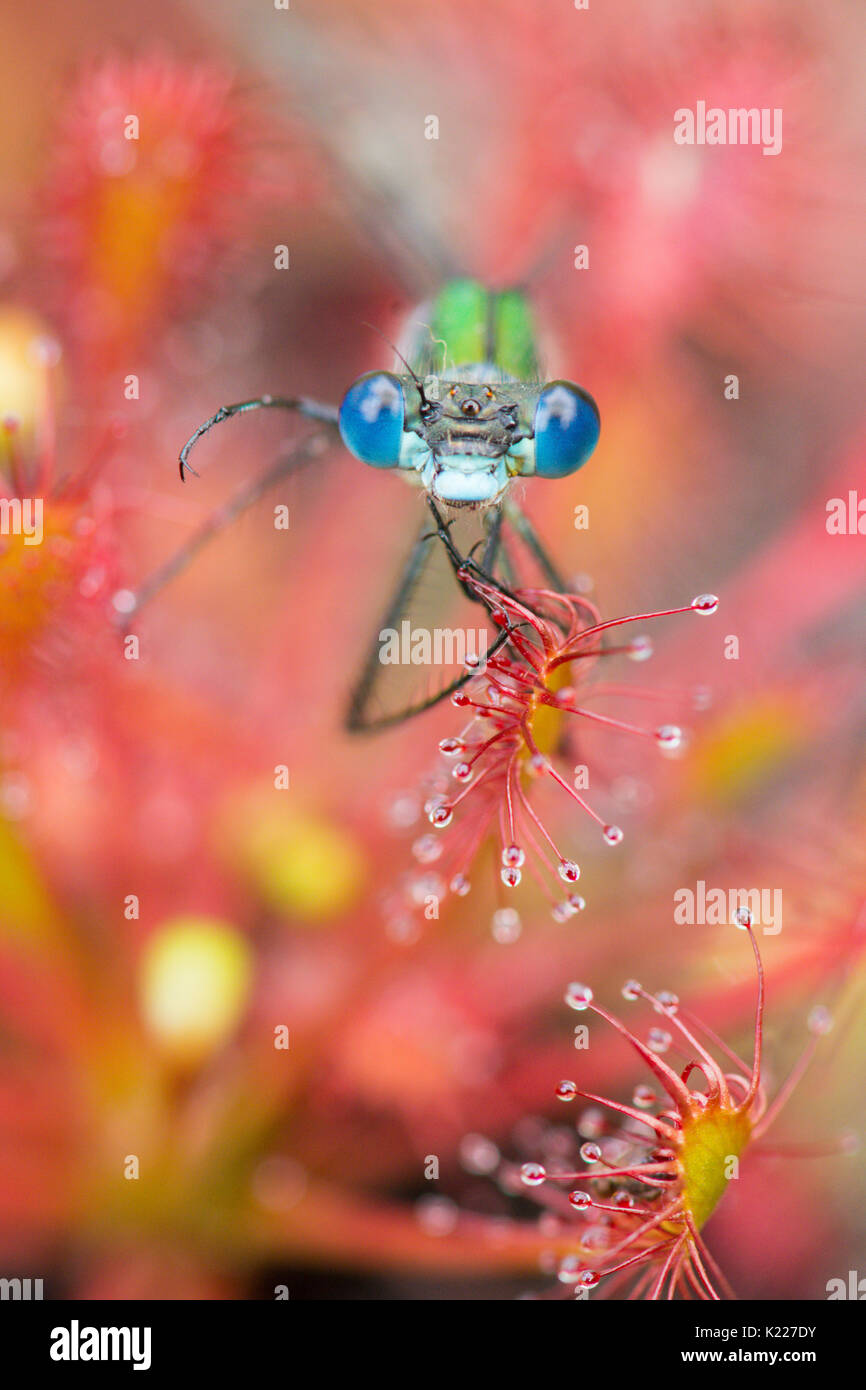 Emerald damselfly, Lestes sponsa. Caught in Oblong-leaved Sundew ...