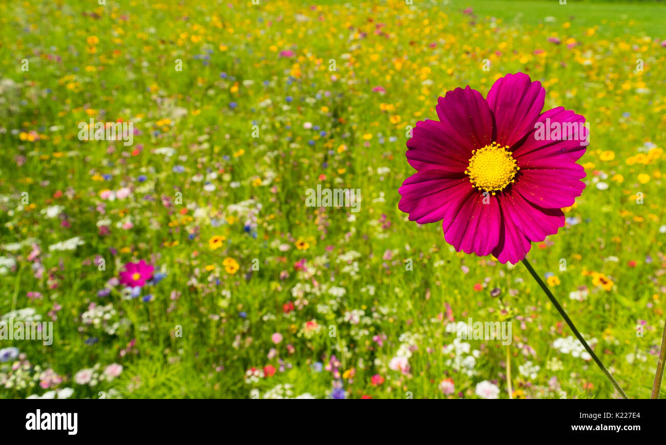 amazing flower field Stock Photo - Alamy